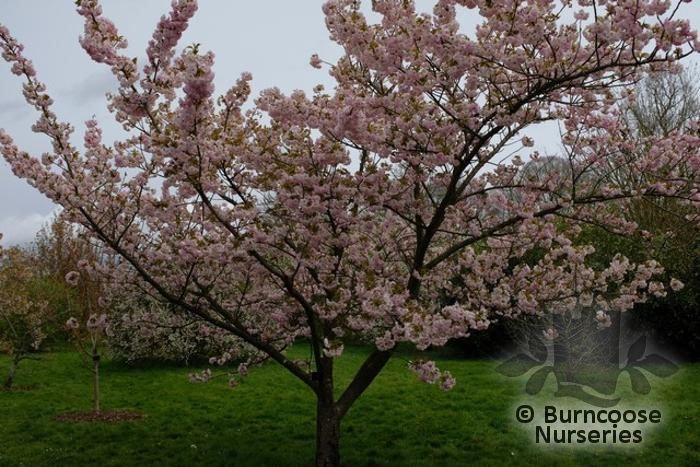 Prunus 'Hokusai' from Burncoose Nurseries MATSUMAE FLOWERING CHERRIES