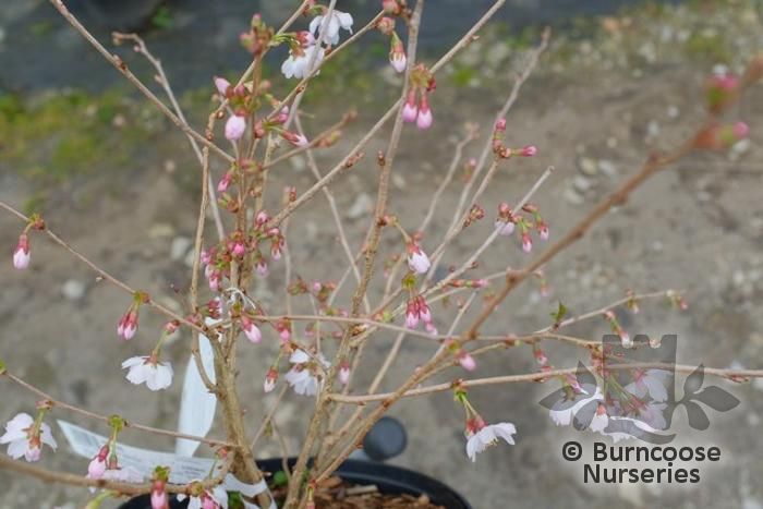 Prunus Incisa 'Mikinori' from Burncoose Nurseries