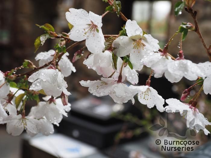 Prunus Incisa 'Pendula' from Burncoose Nurseries FRUITING CHERRIES