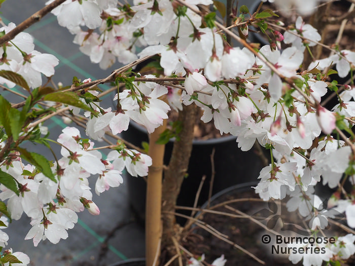 Prunus Incisa 'The Bride' from Burncoose Nurseries FRUITING CHERRIES