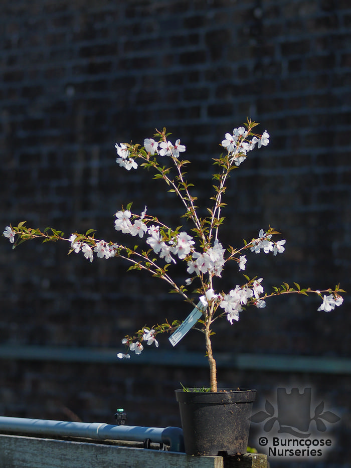 Prunus Incisa 'The Bride' from Burncoose Nurseries FRUITING CHERRIES