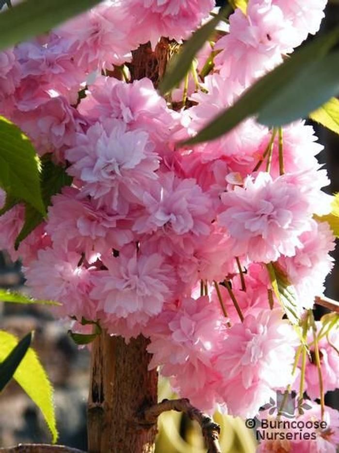 Prunus 'Kiku-Shidare-Zakura' from Burncoose Nurseries FLOWERING CHERRIES