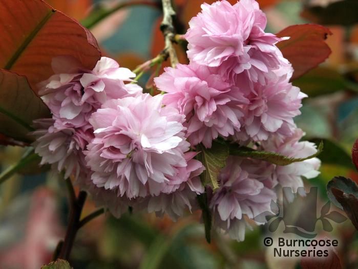 Prunus 'Kiku-Shidare-Zakura' from Burncoose Nurseries FLOWERING CHERRIES