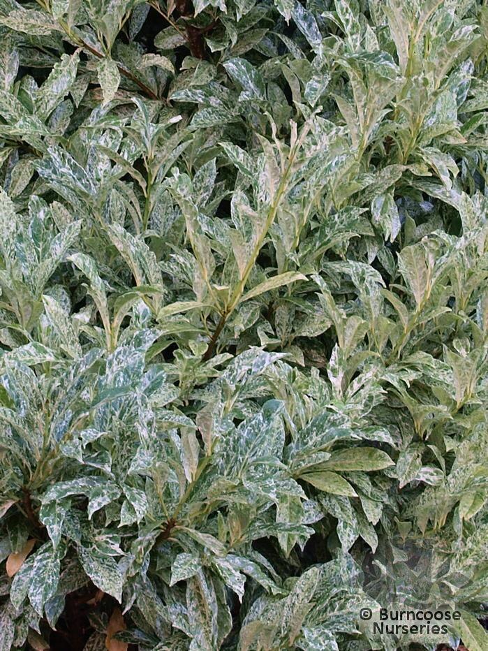 Prunus Laurocerasus 'Marbled White' from Burncoose Nurseries LAURELS