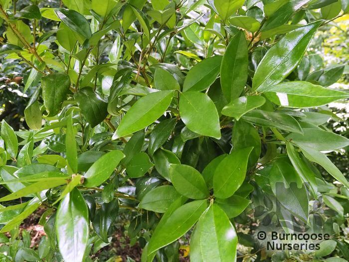 Prunus Lusitanica Subsp. Azorica from Burncoose Nurseries