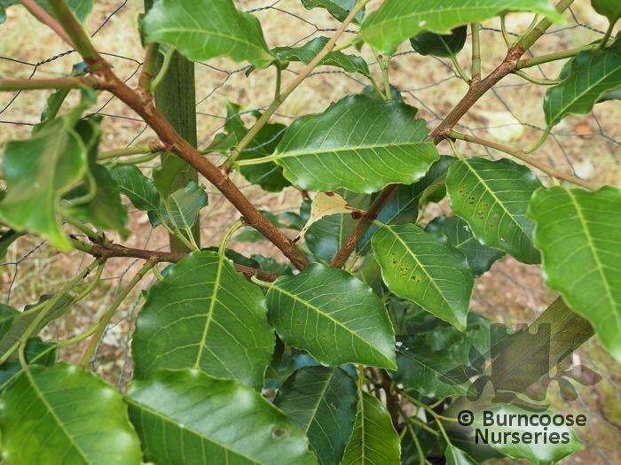 Prunus Lusitanica Subsp. Azorica from Burncoose Nurseries