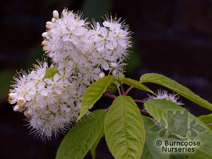Prunus Maackii 'Amber Beauty' from Burncoose Nurseries FLOWERING CHERRIES