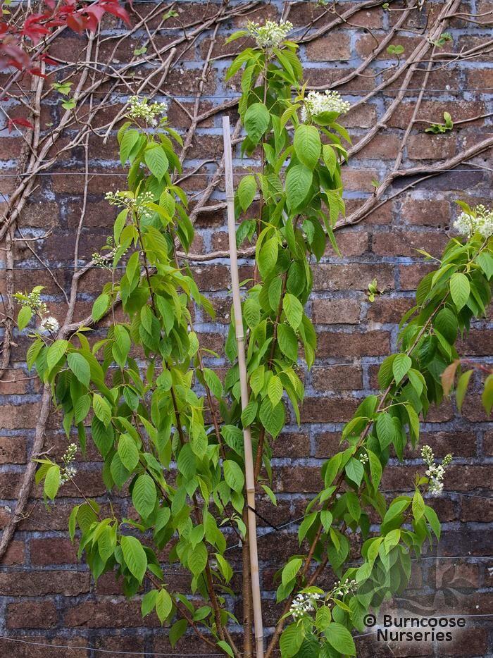 Prunus Maackii 'Amber Beauty' from Burncoose Nurseries FLOWERING CHERRIES