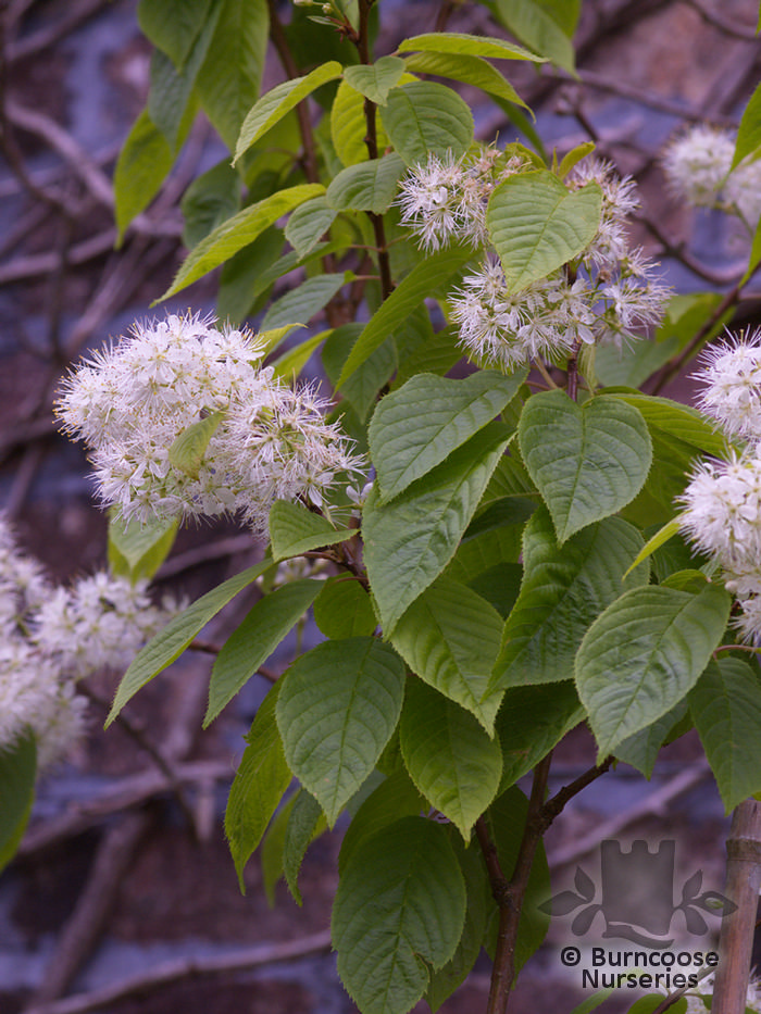 Prunus Maackii 'Amber Beauty' from Burncoose Nurseries FLOWERING CHERRIES