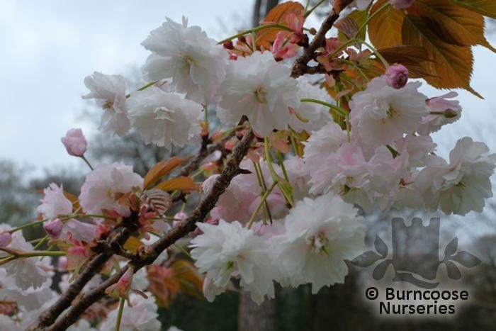 Prunus 'Matsumae-Hanagasa' from Burncoose Nurseries