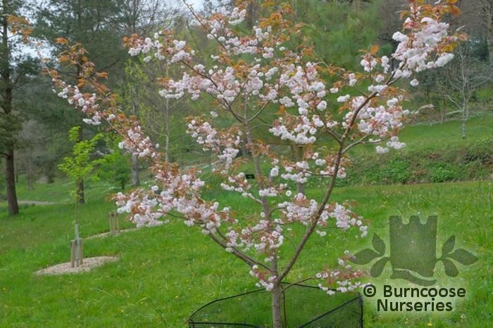 Prunus 'Matsumae-Hanagasa' from Burncoose Nurseries MATSUMAE FLOWERING ...