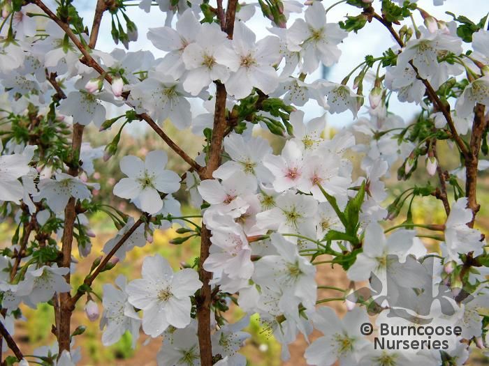 Prunus Nipponica Var. Kurilensis 'Brilliant' from Burncoose Nurseries ...