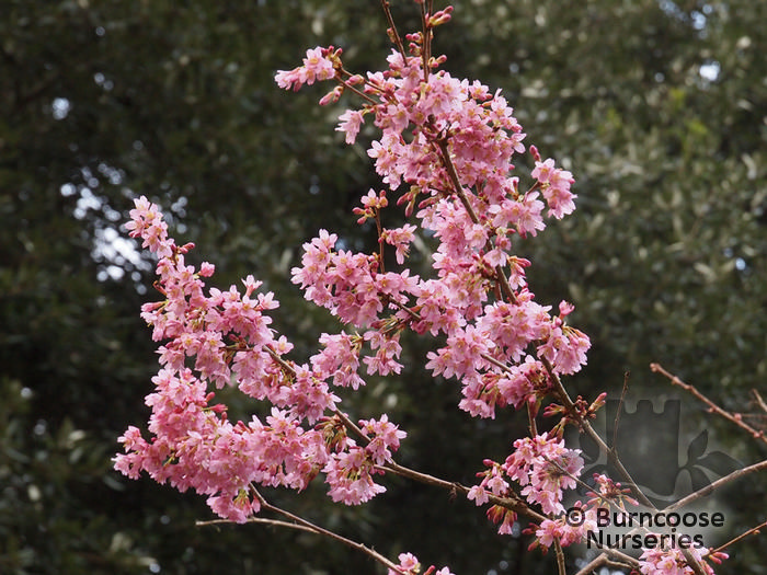 Prunus X Incam 'Okamé' from Burncoose Nurseries FLOWERING CHERRIES