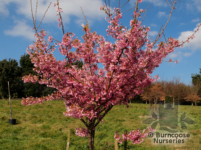 Prunus X Incam 'Okamé' from Burncoose Nurseries FLOWERING CHERRIES