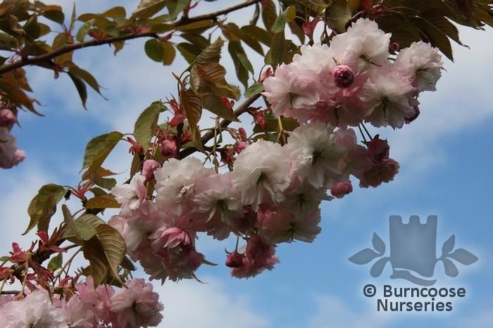 Prunus 'Matsumae-Hanagasa' from Burncoose Nurseries MATSUMAE FLOWERING ...