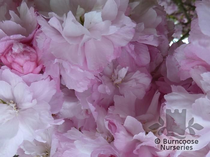 Prunus 'Pink Perfection' from Burncoose Nurseries FLOWERING CHERRIES