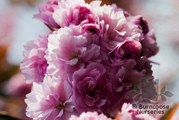 Prunus 'Pink Perfection' from Burncoose Nurseries FLOWERING CHERRIES