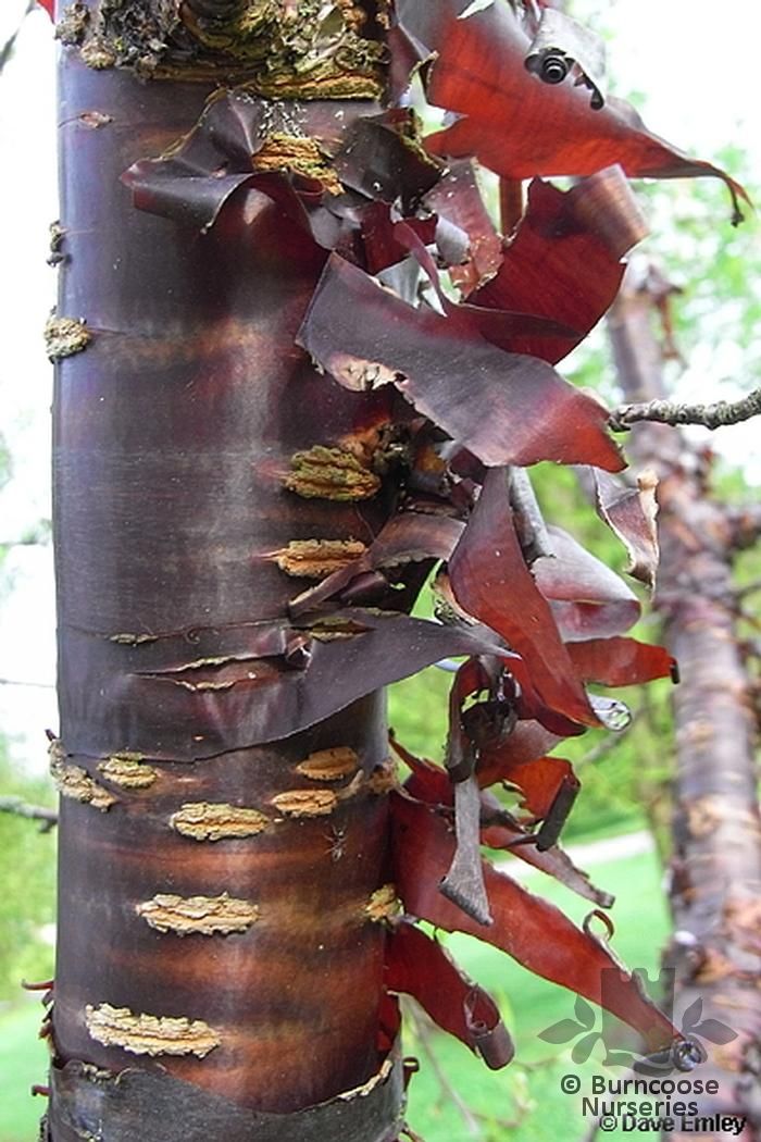 Prunus Rufa from Burncoose Nurseries FLOWERING CHERRIES