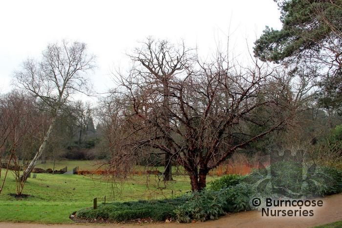 Prunus Rufa from Burncoose Nurseries FLOWERING CHERRIES