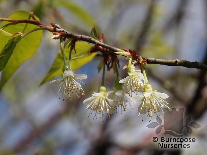 Prunus Serrula from Burncoose Nurseries FLOWERING CHERRIES