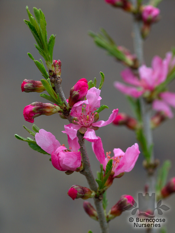 Prunus Tenella 'Fire Hill' from Burncoose Nurseries FRUITING CHERRIES
