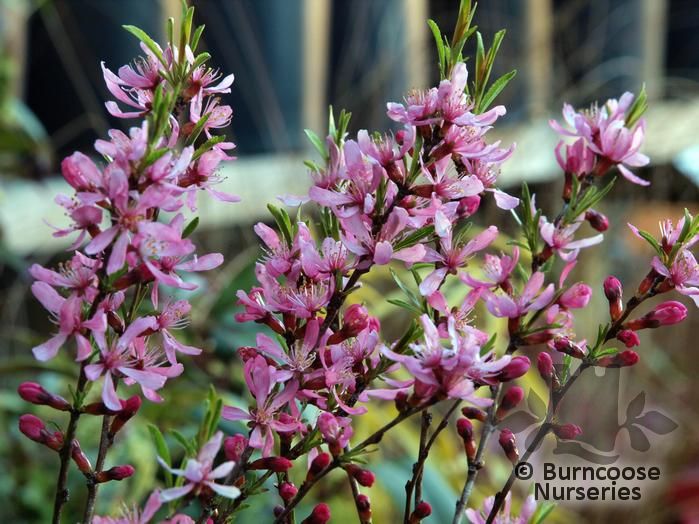 Prunus Tenella 'Fire Hill' from Burncoose Nurseries FRUITING CHERRIES