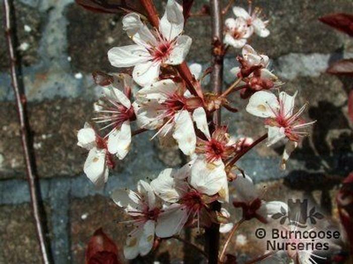 Prunus X Cistena from Burncoose Nurseries FRUITING CHERRIES