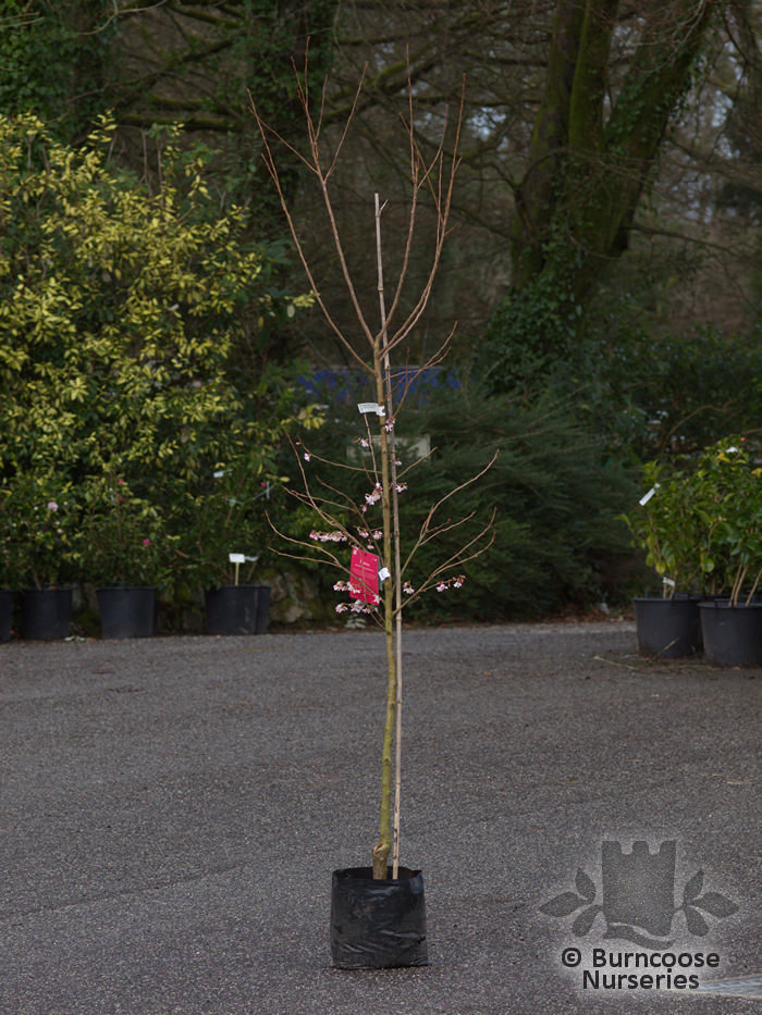 Prunus X Subhirtella 'Autumnalis' from Burncoose Nurseries FLOWERING ...