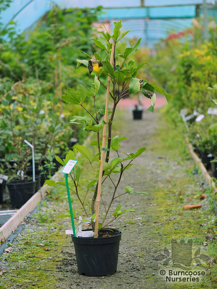 Pseudopanax Arboreus from Burncoose Nurseries