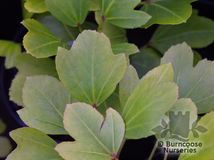 Pseudopanax Lessonii 'Cyril Watson' from Burncoose Nurseries