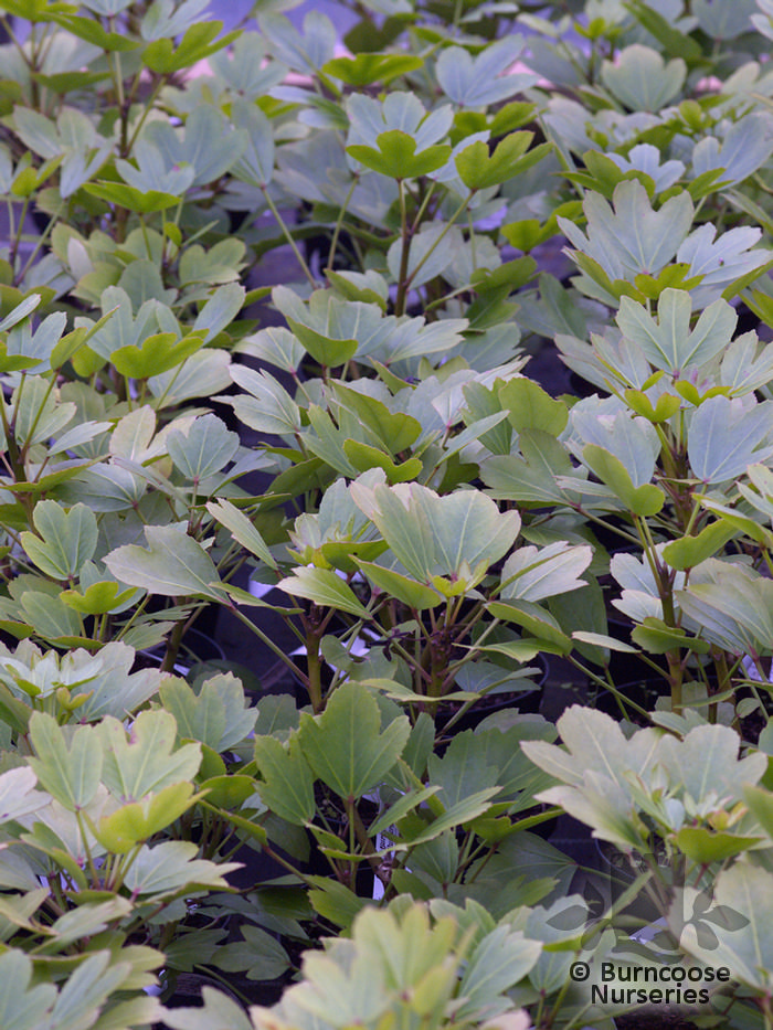 Pseudopanax Lessonii 'Cyril Watson' from Burncoose Nurseries