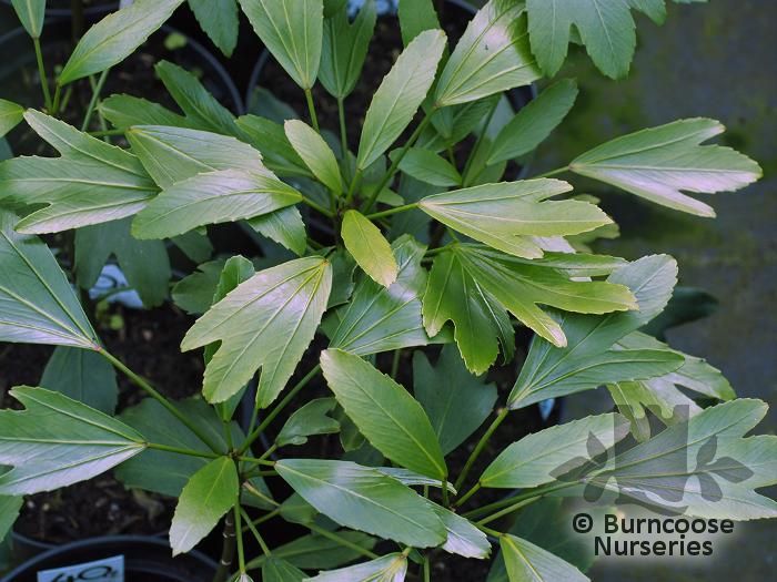 Pseudopanax Lessonii 'Emerald Elf' from Burncoose Nurseries