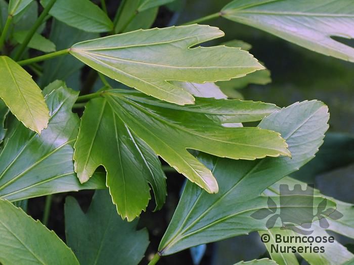 Pseudopanax Lessonii 'Emerald Elf' from Burncoose Nurseries