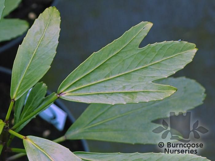 Pseudopanax Lessonii 'Emerald Elf' from Burncoose Nurseries