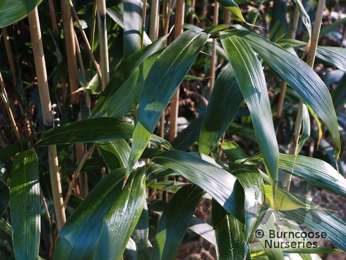Bamboo Pseudosasa Japonica from Burncoose Nurseries