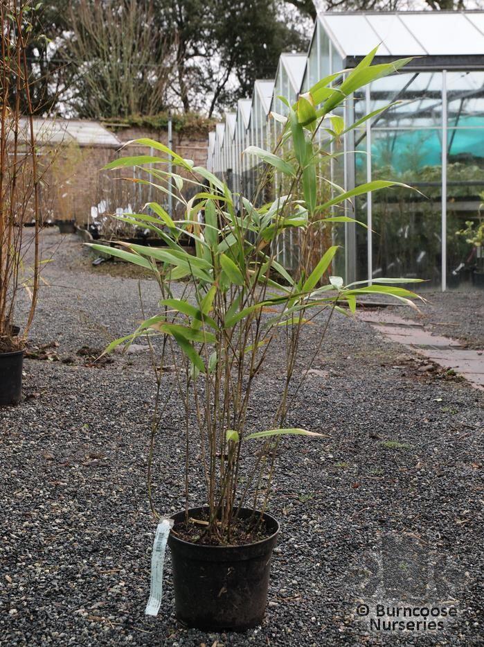 Bamboo Pseudosasa Japonica from Burncoose Nurseries