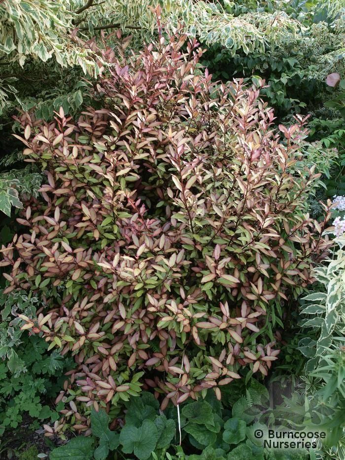 Pseudowintera Colorata from Burncoose Nurseries