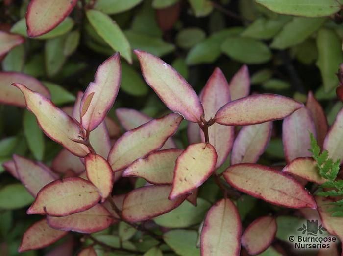 Pseudowintera Colorata from Burncoose Nurseries