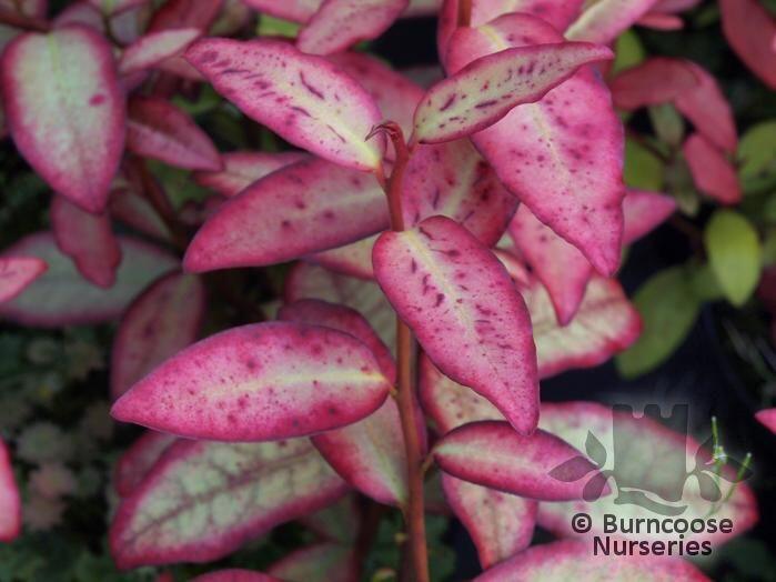 Pseudowintera Colorata 'Moulin Rouge' from Burncoose Nurseries