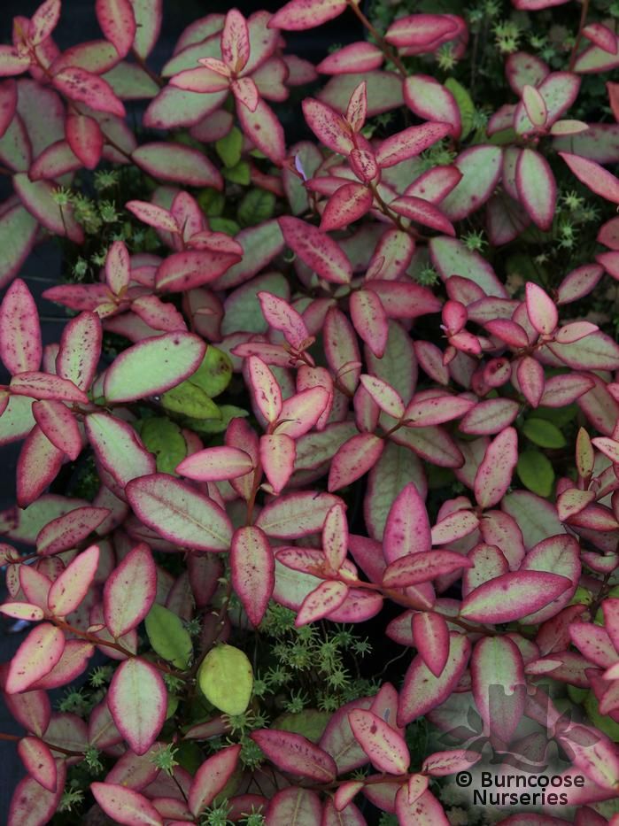 Pseudowintera Colorata 'Moulin Rouge' from Burncoose Nurseries