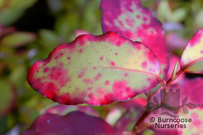 Pseudowintera Colorata 'Red Leopard' from Burncoose Nurseries