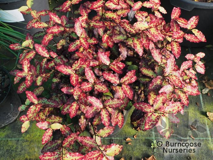 Pseudowintera Colorata 'Red Leopard' from Burncoose Nurseries