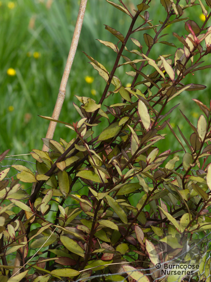 Pseudowintera Colorata 'Marjorie Congreve' from Burncoose Nurseries
