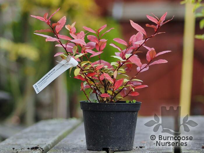 Pseudowintera Colorata 'Red Glow' from Burncoose Nurseries