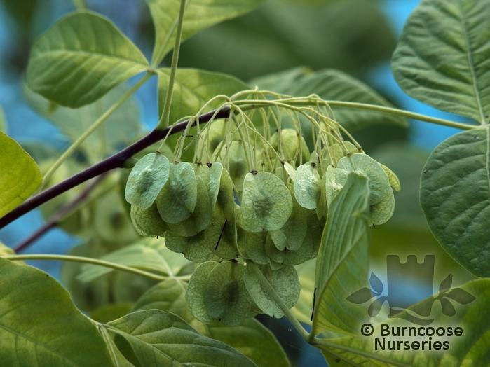 Ptelea Trifoliata from Burncoose Nurseries