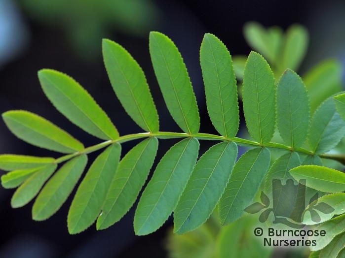Pterocarya Stenoptera from Burncoose Nurseries