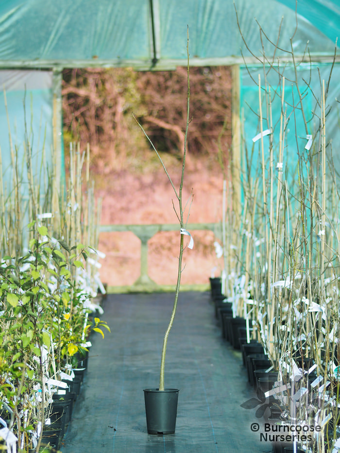 Pterocarya Stenoptera from Burncoose Nurseries