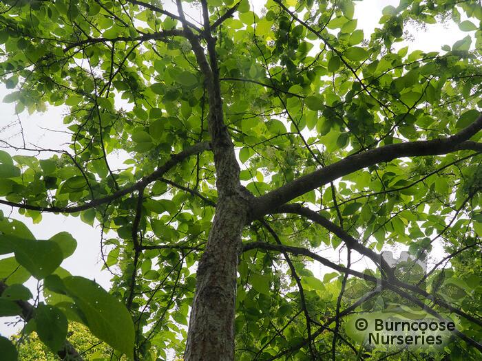 Pterostyrax Hispida from Burncoose Nurseries