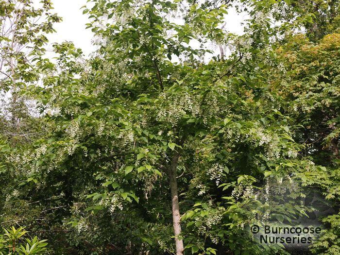 Pterostyrax Hispida from Burncoose Nurseries