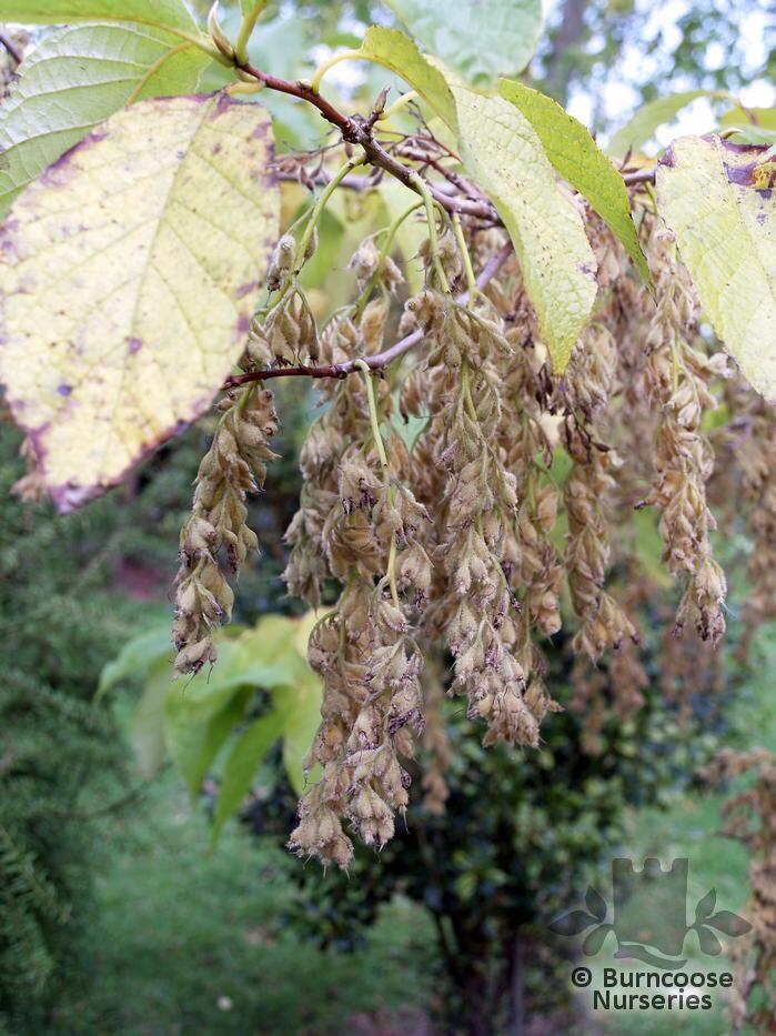 Pterostyrax Hispida from Burncoose Nurseries